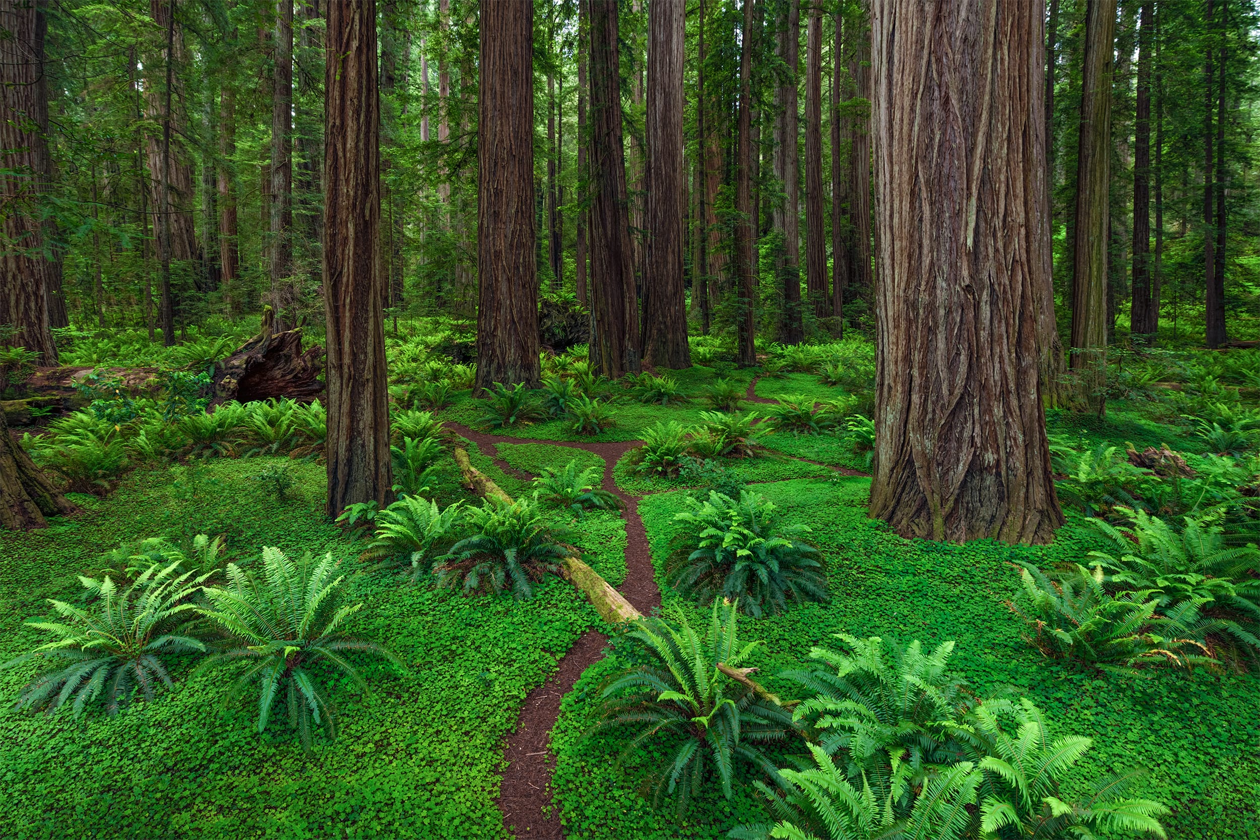 GIANTS PATHWAY | Forests & Trees | Marlon Holden Fine Art